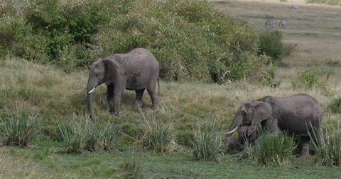 Un elefante macho apareándose con una: video de stock (totalmente libre ...