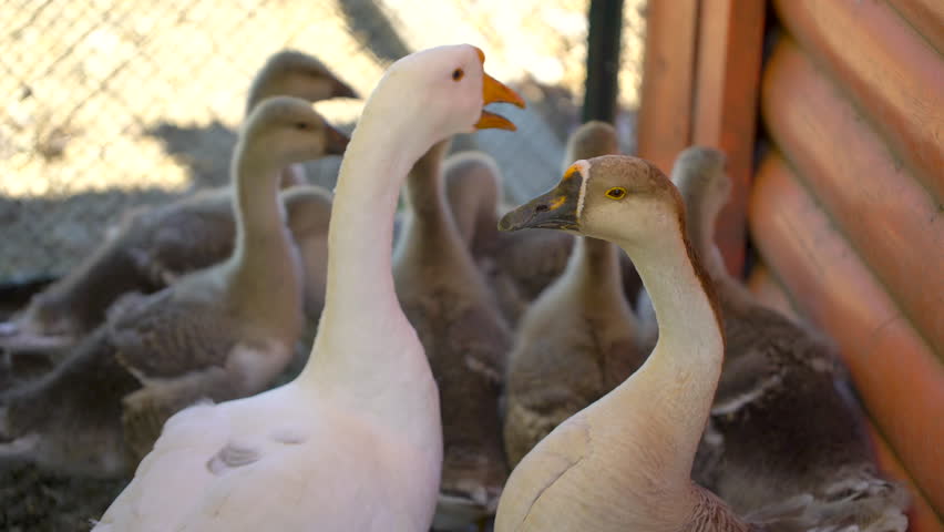 Group of Goslings pecking the ground image - Free stock photo - Public ...