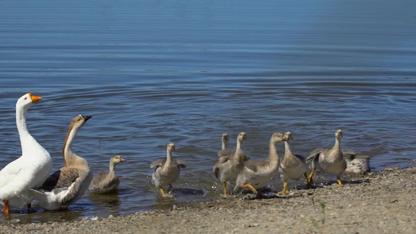 Group of Goslings pecking the ground image - Free stock photo - Public ...