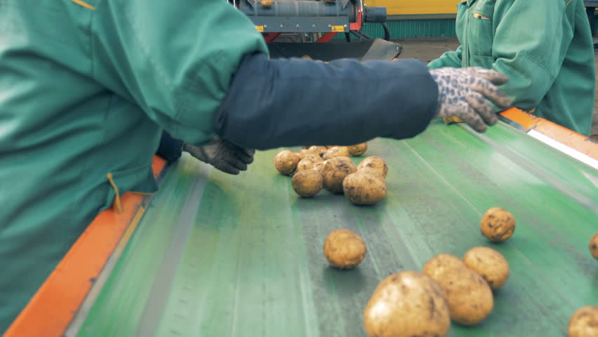 Factory Workers Sorting Potatoes On Stock Footage Video (100% Royalty ...