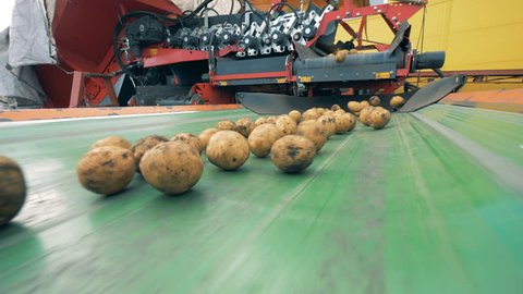 Potatoes Moving On Factory Conveyor Close Stock Footage Video (100% ...