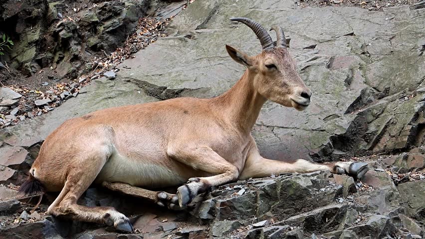 Wild Capricorns resting on rock image - Free stock photo - Public ...
