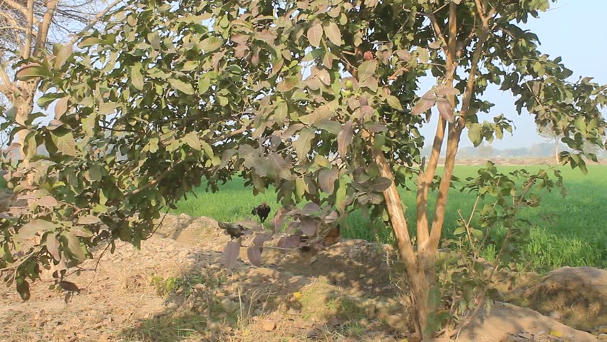 Health benefits guava leaves Stock Video Footage - 4K and HD Video ...