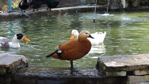 Elizabeth Duck Very Beautiful Breed Domestic Stock Footage Video (100% ...