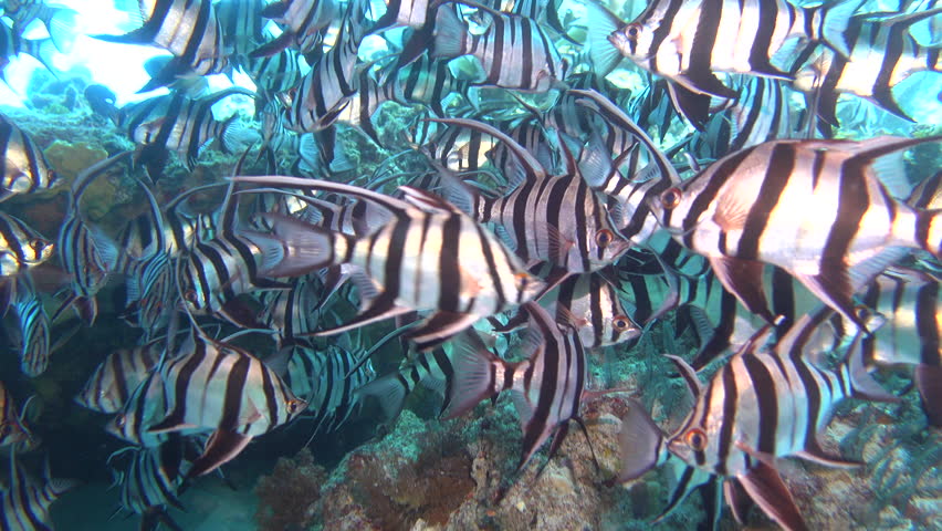 Spitting fish Stock Video Footage - 4K and HD Video Clips | Shutterstock