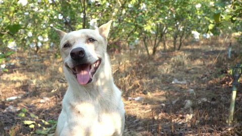 Slowmotion White Dog Smiling Stock Footage Video (100% Royalty-free ...