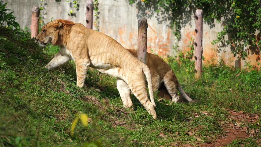 A Male Liger and a Stock Footage Video (100% Royalty-free) 1023616336 ...