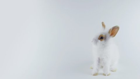 White Rabbit Brown Ears Stands On Stock Footage Video (100% Royalty ...