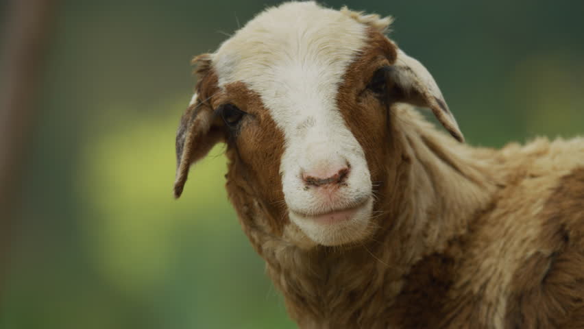 Sheep Bleating Stock Video Footage - 4K and HD Video Clips | Shutterstock