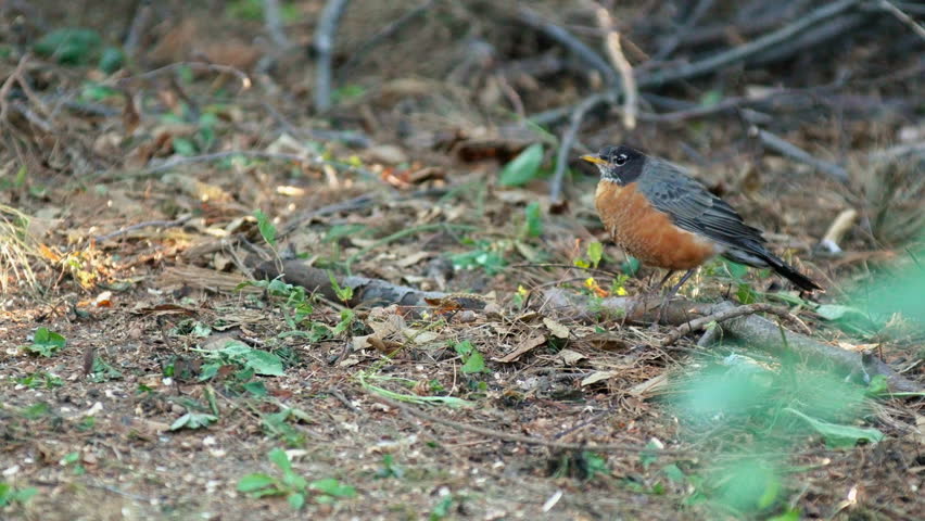 American Robin on grass image - Free stock photo - Public Domain photo ...