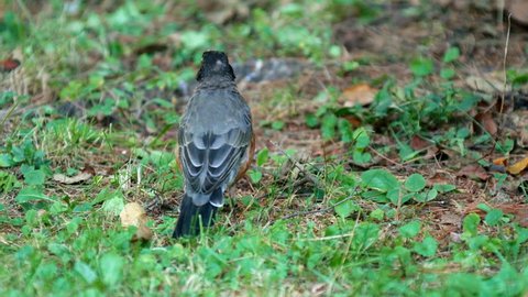 American Robin Seen Behind Turning His Stock Footage Video (100% ...