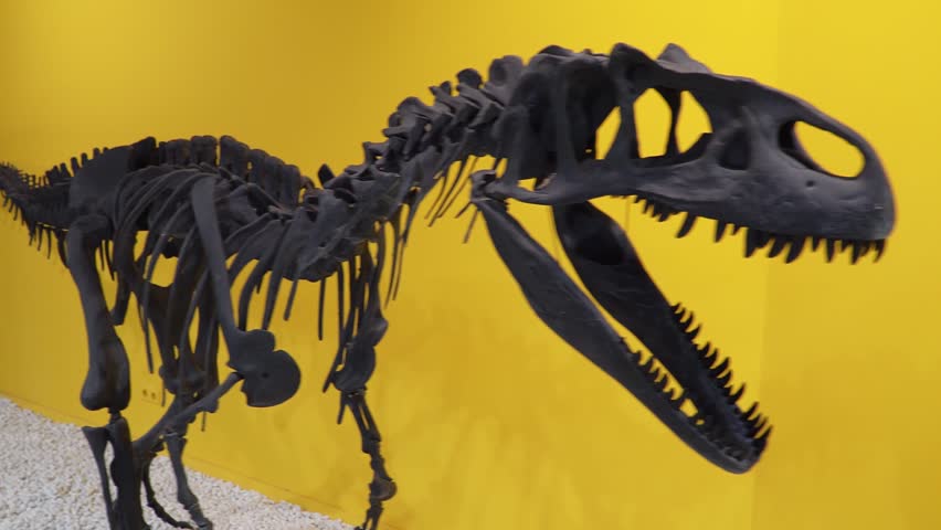 Allosaurus image - Free stock photo - Public Domain photo - CC0 Images