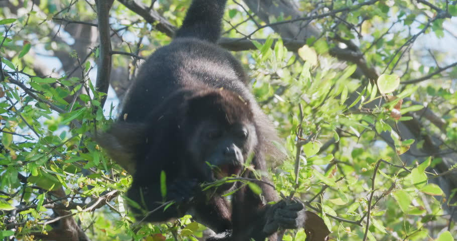 4k Wild Howler Monkeys Foraging Stock Footage Video (100% Royalty-free ...