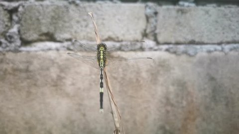 Underwater Sand Worm Poke Their Heads Stock Footage Video (100% Royalty ...