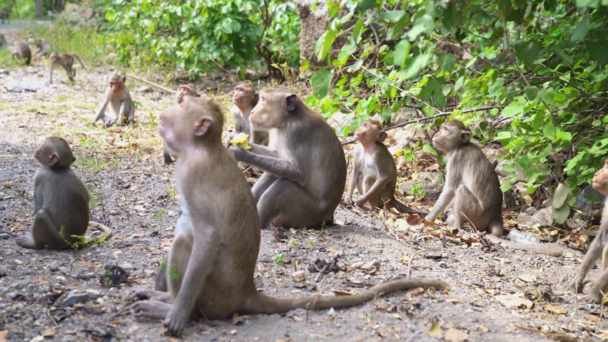 monkey eating food jungle Stock Footage Video (100% Royalty-free ...