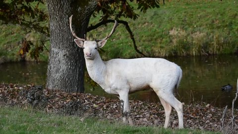 Leucistic White Fallow Deer Dama Dama Stock Footage Video (100% Royalty ...