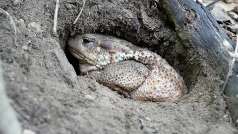 Toad That Slumbers Den Common Toad Stock Footage Video (100% Royalty ...