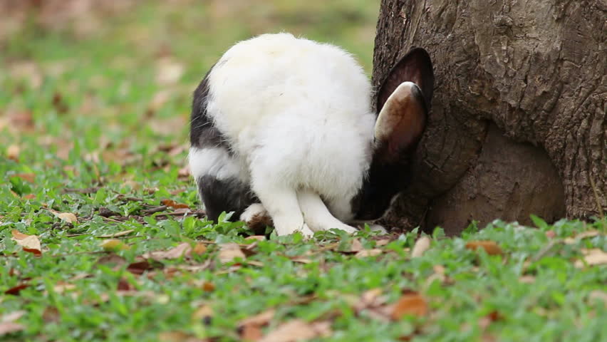 Bunny crouching in grass image - Free stock photo - Public Domain photo ...