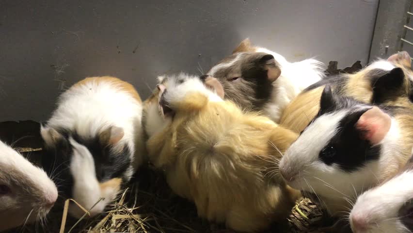 A group of Guinea Pigs Feeding - Cavia porcellus image - Free stock ...