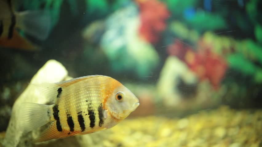 Fishes of different sizes swim in transparent aquarium water. Beautiful ...