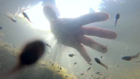 Hand Reaching Into Water Full Frog Stock Footage Video (100% Royalty ...
