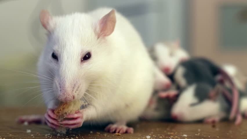 close-up domestic white pet rat eating Stock Footage Video (100% ...