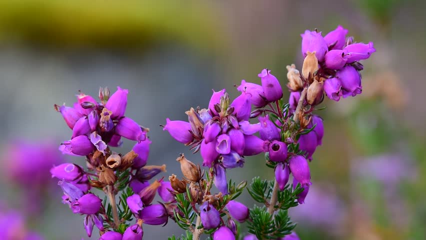 Close up of Bell Heather Stock Footage Video (100% Royalty-free ...
