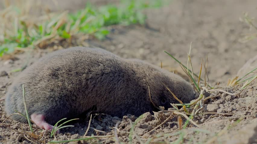 Lesser Mole Rat ( Nannospalax Stock Footage Video (100% Royalty-free ...