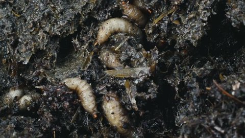 Close Maggots Manure Fertilizer Larvas Crawl Stock Footage Video (100% ...
