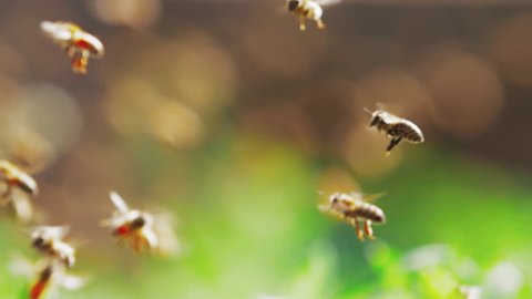 slow motion honey bee flying blurred Stock Footage Video (100% Royalty ...