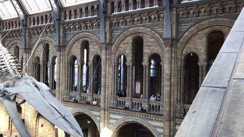 Natural History Museum Main Hall London Stock Footage Video (100% ...