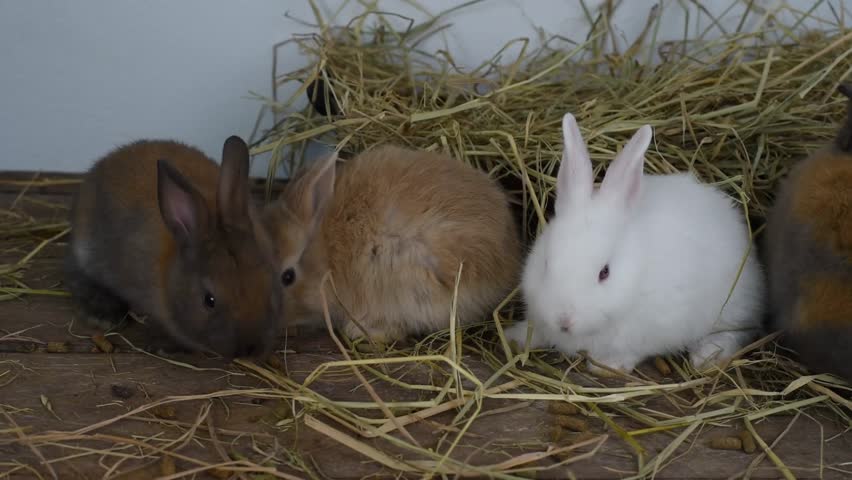 different color cute bunny rabbits dark Stock Footage Video (100% ...