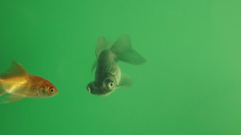 Gold Fish On Green Screen Slow Stock Footage Video (100% Royalty-free ...