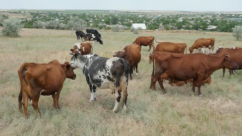 Mating Seasoncattle Bull Mount Cow Cow Stock Footage Video (100% ...