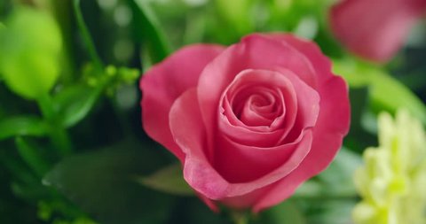 White Rose Animation Flowers Motion Stock Footage Video (100% Royalty ...