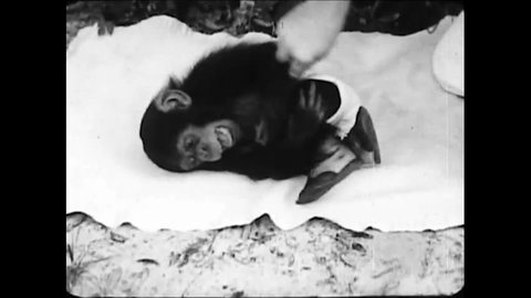 Circa 1930s Scientists Tickle Human Chimp Stock Footage Video (100% ...