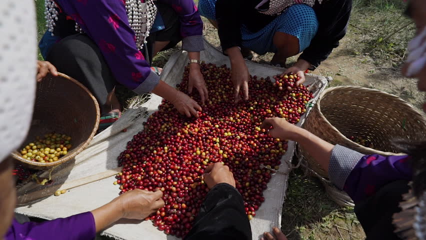 Sorting Cherry Coffee Bean By Stock Footage Video (100% Royalty-free ...