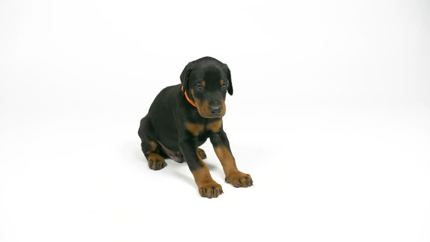 doberman puppy studio Stock Footage Video (100% Royalty-free ...