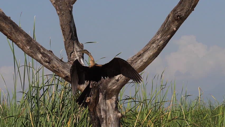 Anhinga -- Anhinga rufa image - Free stock photo - Public Domain photo ...