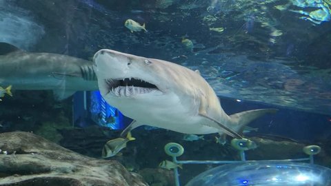 Shiver Group Large Huge White Sharks Stock Footage Video (100% Royalty ...