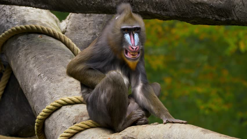 Mandrill Face - Mandrillus sphinx image - Free stock photo - Public ...