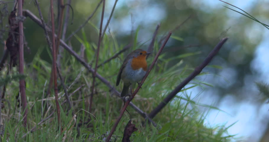 Robin in Flight image - Free stock photo - Public Domain photo - CC0 Images
