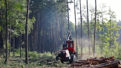 Logging Logger Workflow Equipment Logging Stock Footage Video (100% ...