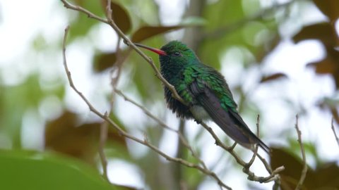 36 Roatan Birds Stock Video Footage - 4K and HD Video Clips | Shutterstock