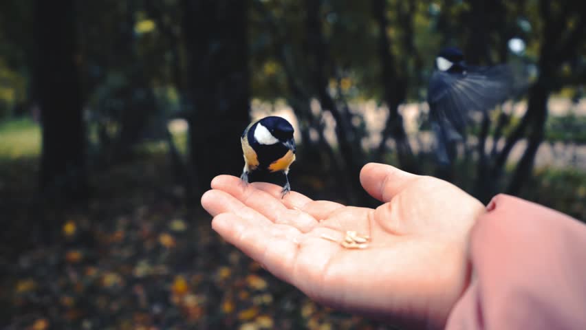 Helping Birds Winter Stock Video Footage - 4K and HD Video Clips ...