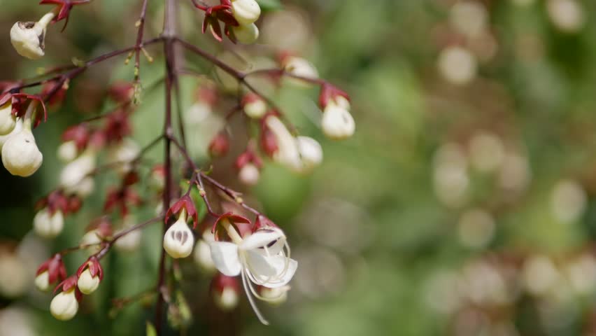 Clerodendrum image - Free stock photo - Public Domain photo - CC0 Images