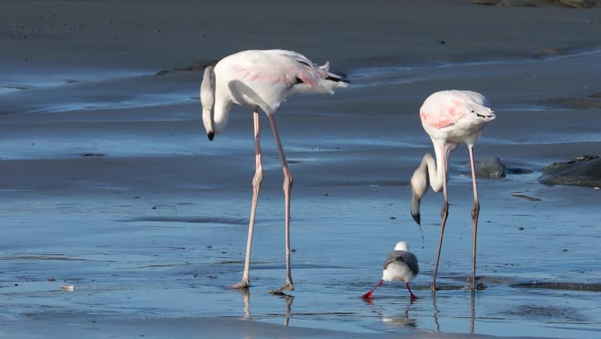 Flamingo feeding and wading in the water image - Free stock photo ...