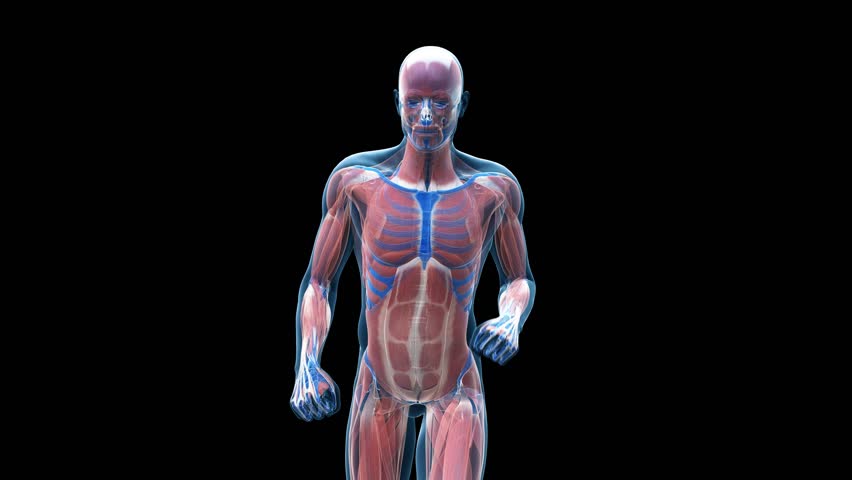 3d Rendered Animation Running Mans Muscles Stock Footage Video (100% ...