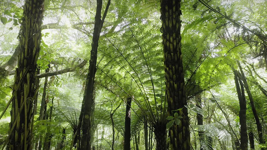 Aerial: Slider Shot of Tropical Stock Footage Video (100% Royalty-free ...