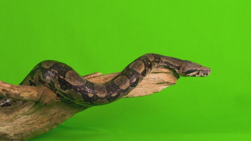 Burmese Python image - Free stock photo - Public Domain photo - CC0 Images